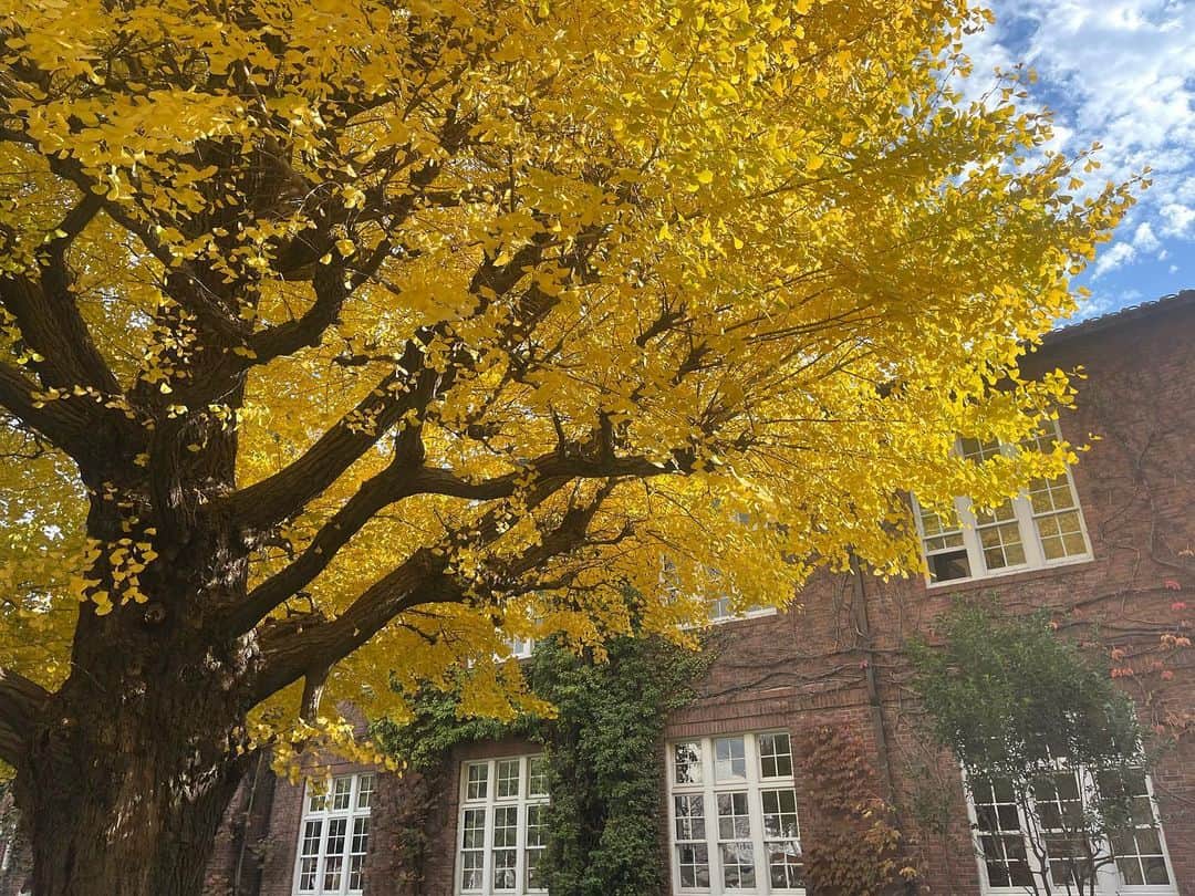 沖玲萌さんのインスタグラム写真 - (沖玲萌Instagram)「🌿🍂🍁」11月25日 23時07分 - remoni_oki