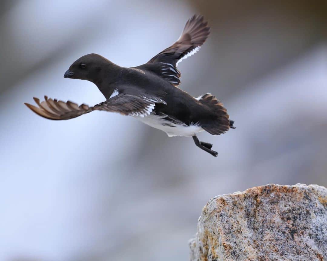 Keith Ladzinskiさんのインスタグラム写真 - (Keith LadzinskiInstagram)「A flock of ...