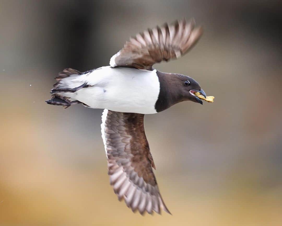 Keith Ladzinskiさんのインスタグラム写真 - (Keith LadzinskiInstagram)「A flock of ...