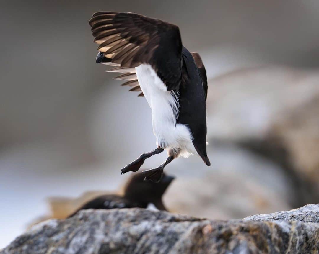 Keith Ladzinskiさんのインスタグラム写真 - (Keith LadzinskiInstagram)「A flock of ...