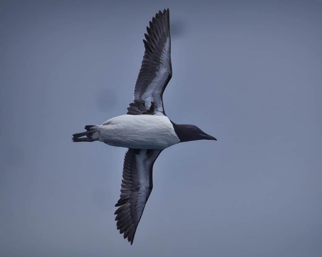 Keith Ladzinskiさんのインスタグラム写真 - (Keith LadzinskiInstagram)「A flock of ...