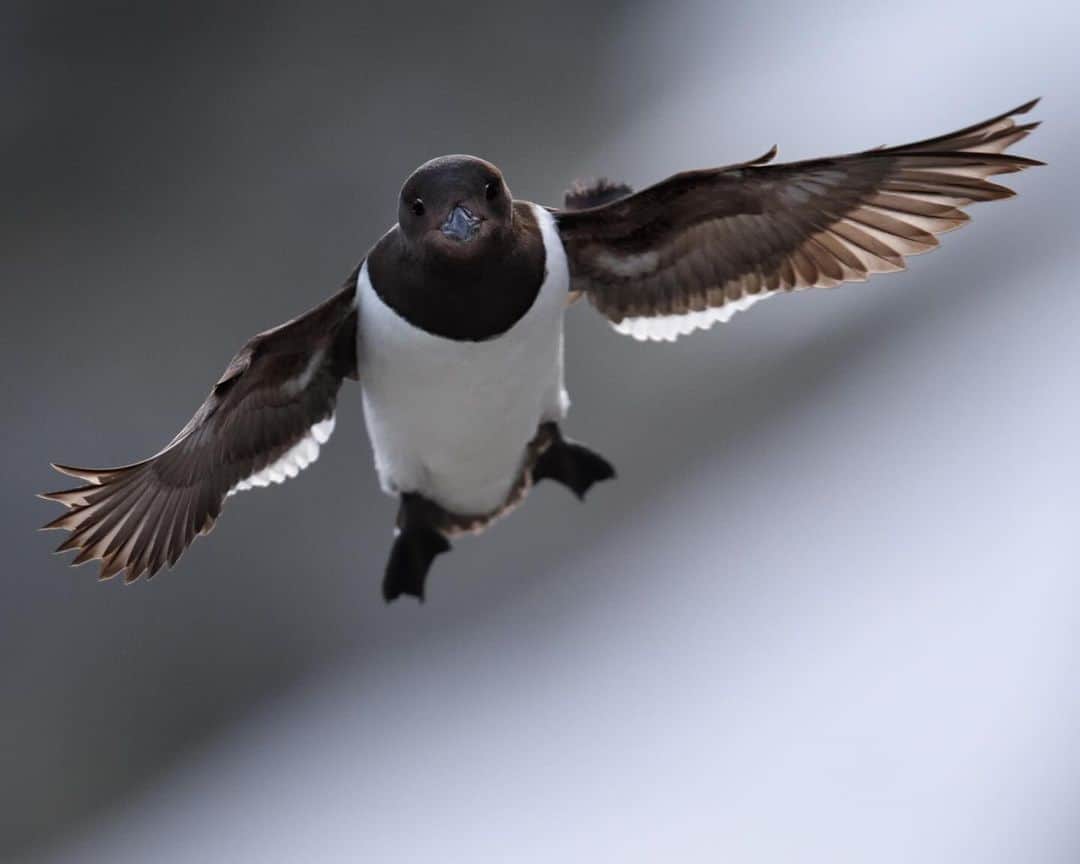 Keith Ladzinskiさんのインスタグラム写真 - (Keith LadzinskiInstagram)「A flock of ...