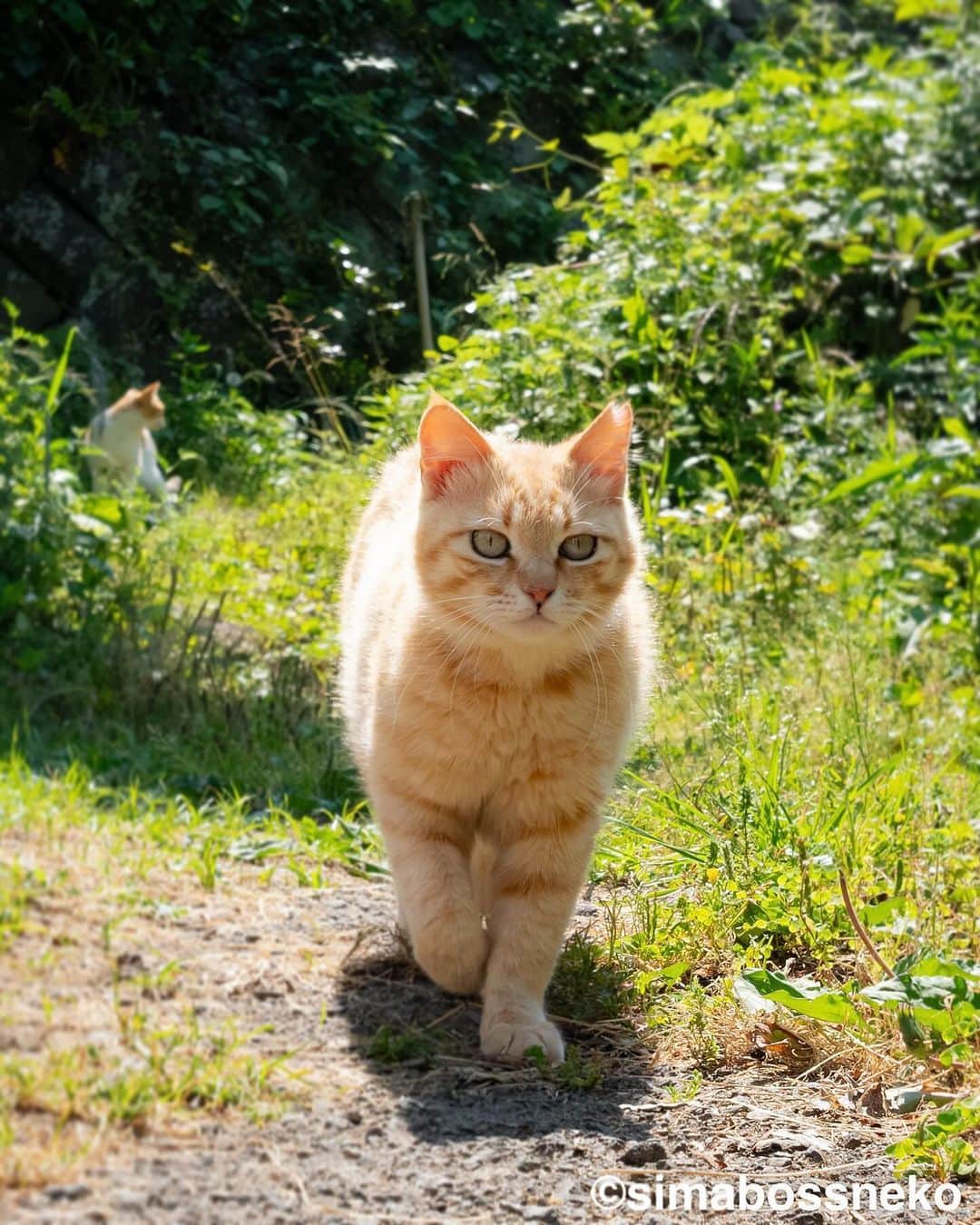 simabossnekoさんのインスタグラム写真 - (simabossnekoInstagram)「・ 若かりし頃と今 Sachi's younger days and current ...
