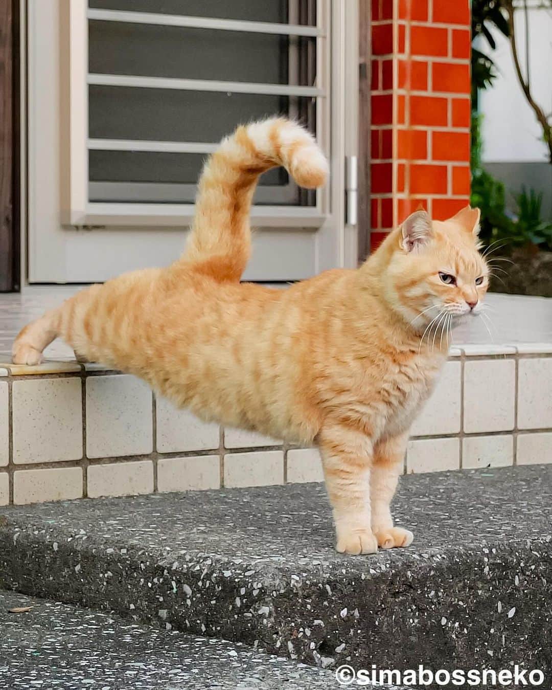 simabossnekoさんのインスタグラム写真 - (simabossnekoInstagram)「・ ふわふわさっちゃんセレクション ...