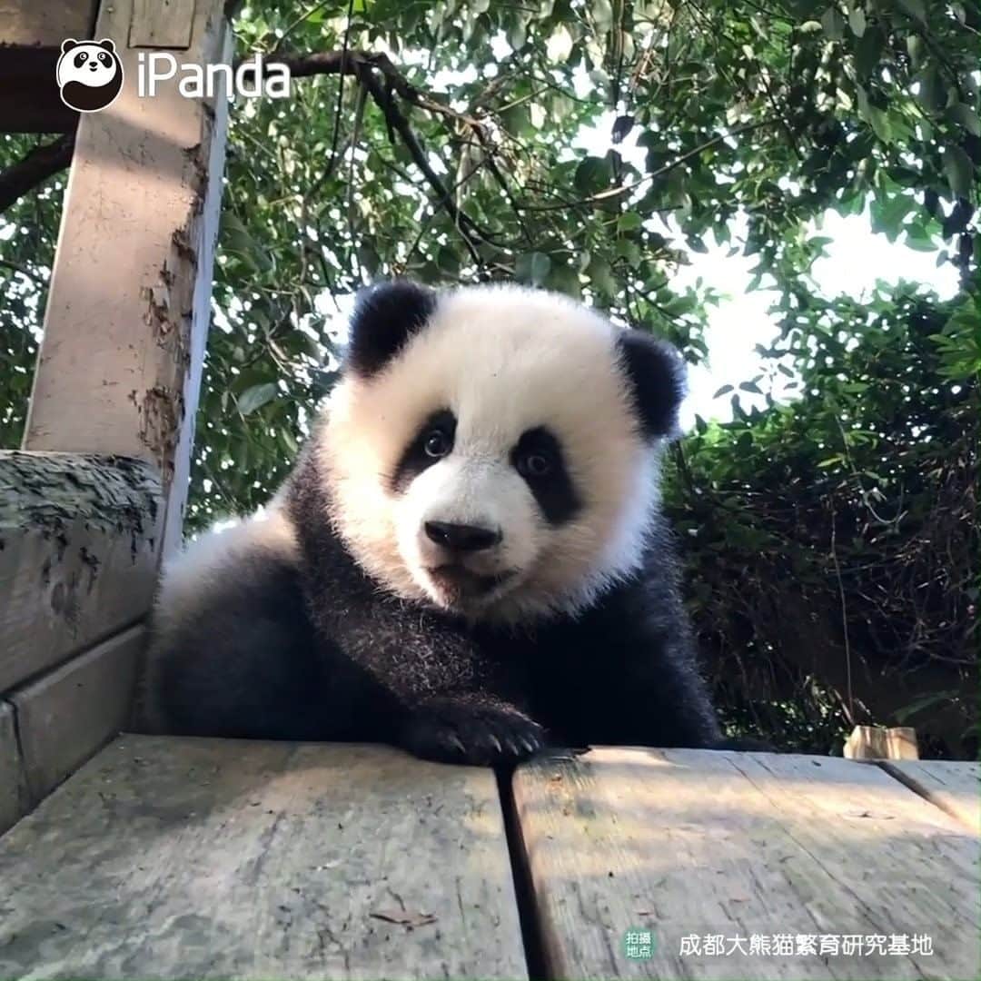 iPandaさんのインスタグラム動画 - (iPandaInstagram)「It would take me little time to ...