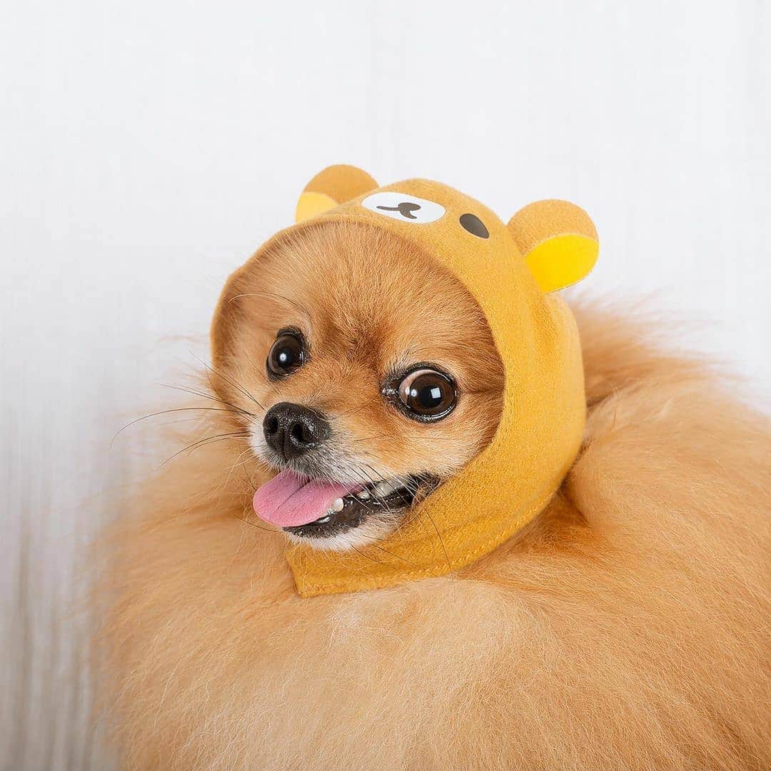 Rilakkuma US（リラックマ）さんのインスタグラム写真 - (Rilakkuma US（リラックマ）Instagram)「Pupper ...