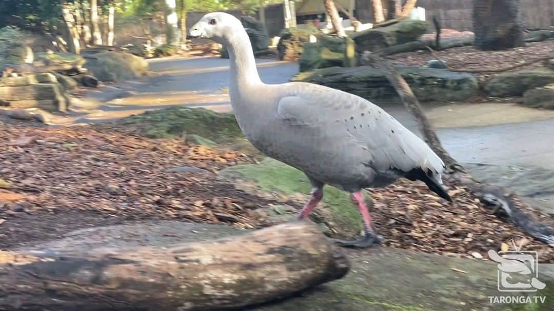 タロンガ動物園さんのインスタグラム動画 - (タロンガ動物園Instagram)「Meet Cape, the Barren Goose ...