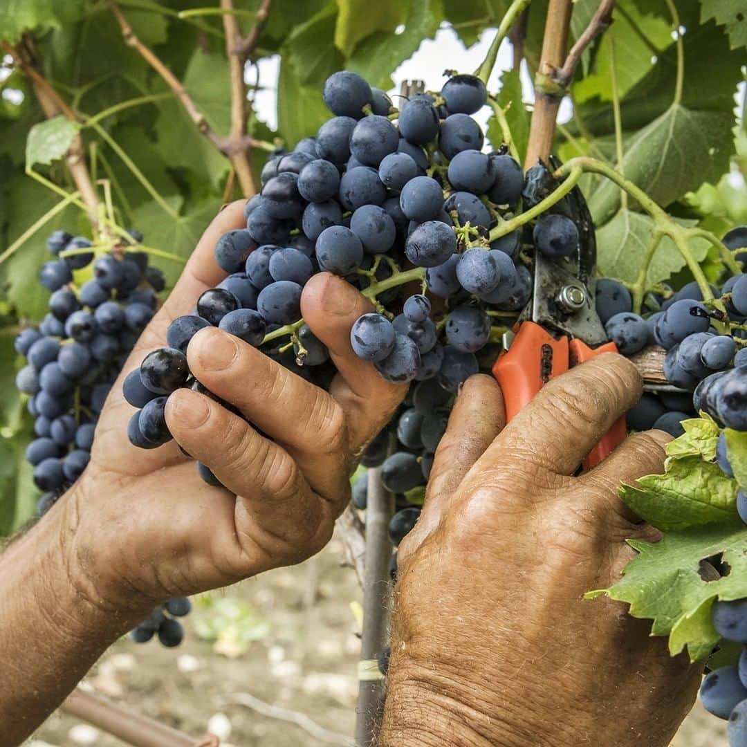 ドルチェ&ガッバーナさんのインスタグラム写真 - (ドルチェ&ガッバーナInstagram)「⁣⁣Introducing Rosa, the ...