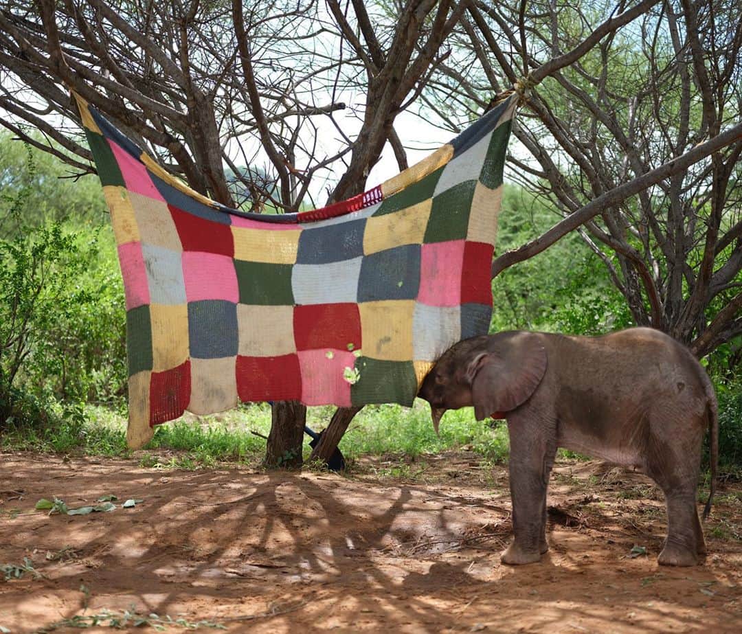 ナショナルジオグラフィックさんのインスタグラム写真 - (ナショナルジオグラフィックInstagram)「Photos by David ...