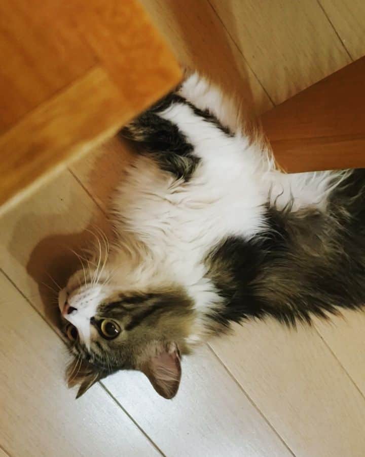 葉山いくみさんのインスタグラム動画 - (葉山いくみInstagram)「だだをこねる猫。 #えいたろう #猫 #cat # ...
