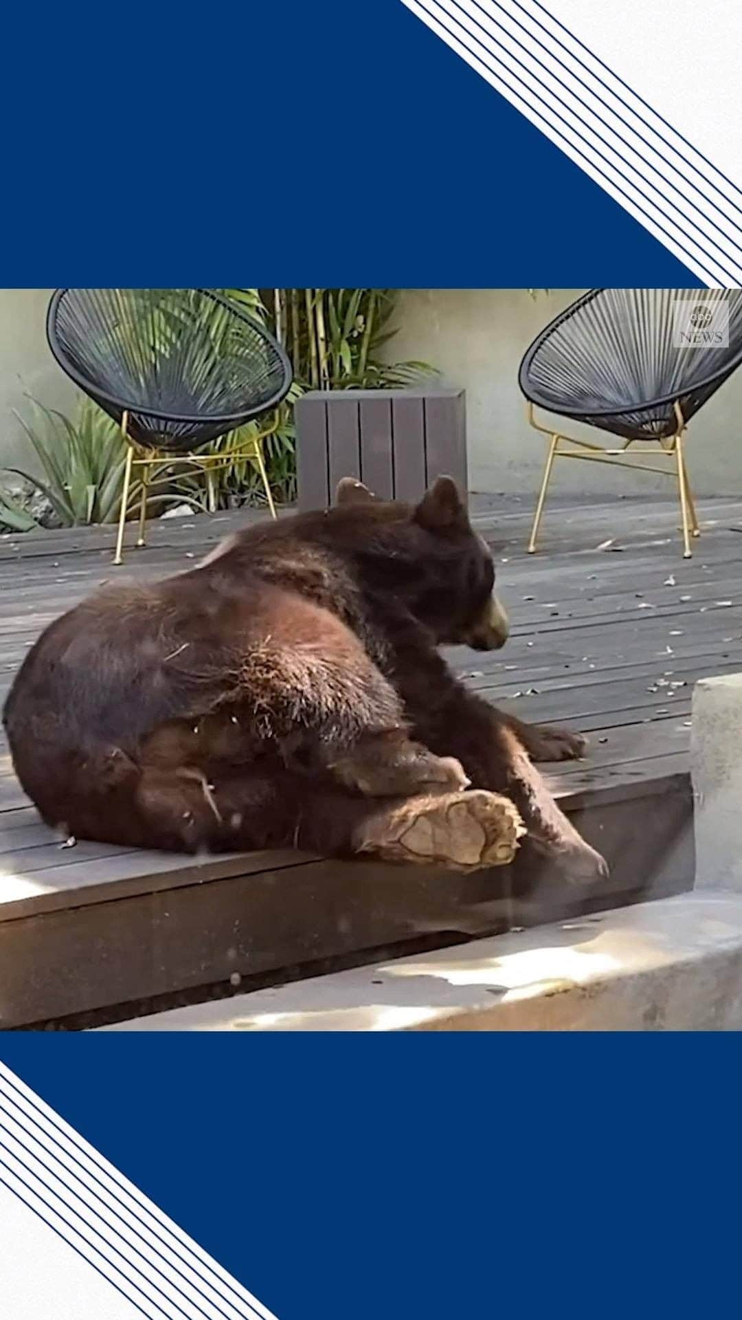 ABC Newsさんのインスタグラム動画 - (ABC NewsInstagram)「BACKYARD BEAR: A bear in ...