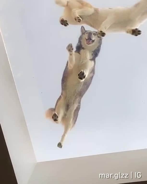 9GAGさんのインスタグラム動画 - (9GAGInstagram)「awoof on the roof⠀ 📹@mar.glzz⠀ -⠀ #sploot #moonmoon #husky ...
