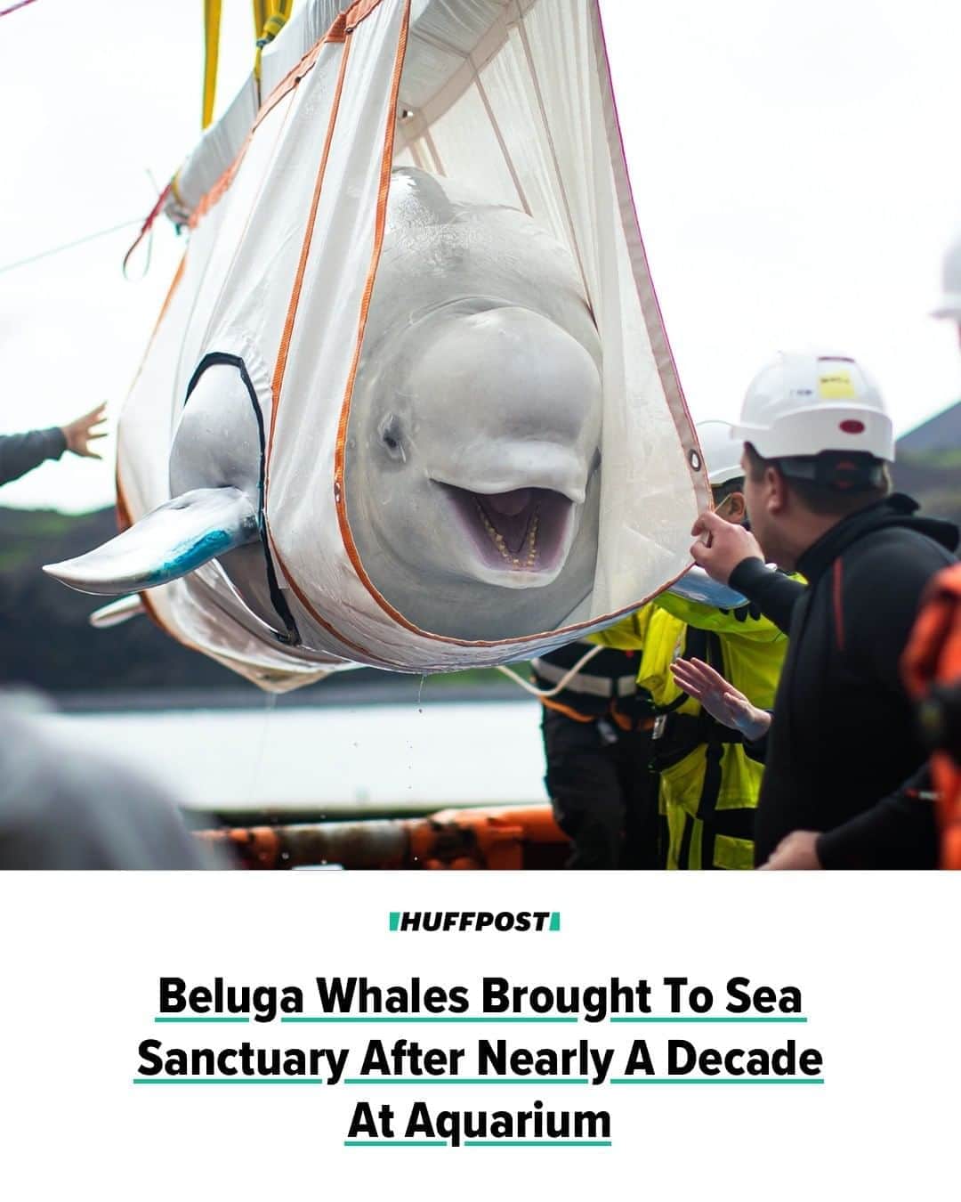 Huffington Postさんのインスタグラム写真 - (Huffington PostInstagram)「Two beluga whales are back in the ocean ...