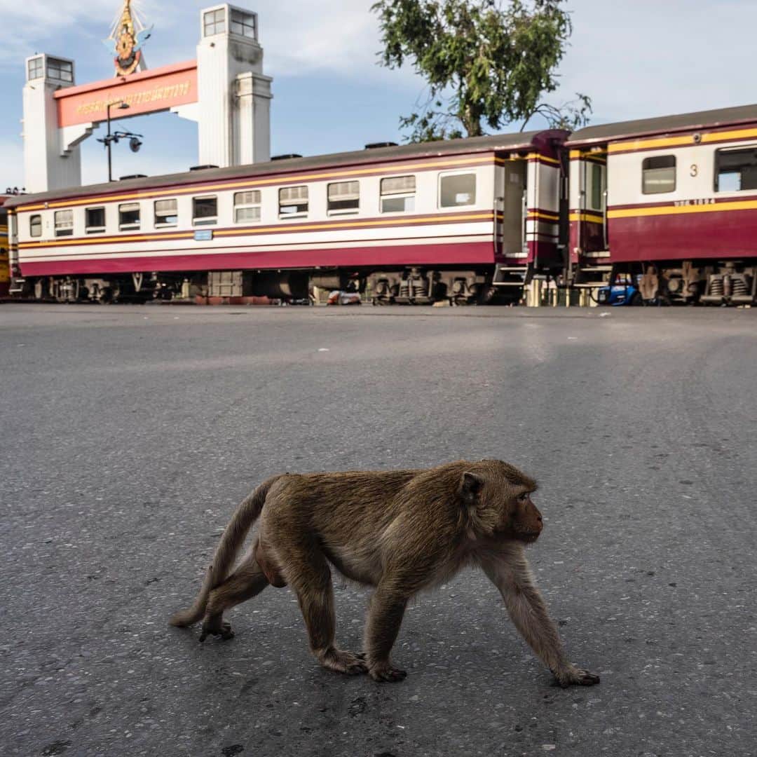 ニューヨーク・タイムズさんのインスタグラム写真 - (ニューヨーク・タイムズInstagram)「The monkeys of Lopburi ...