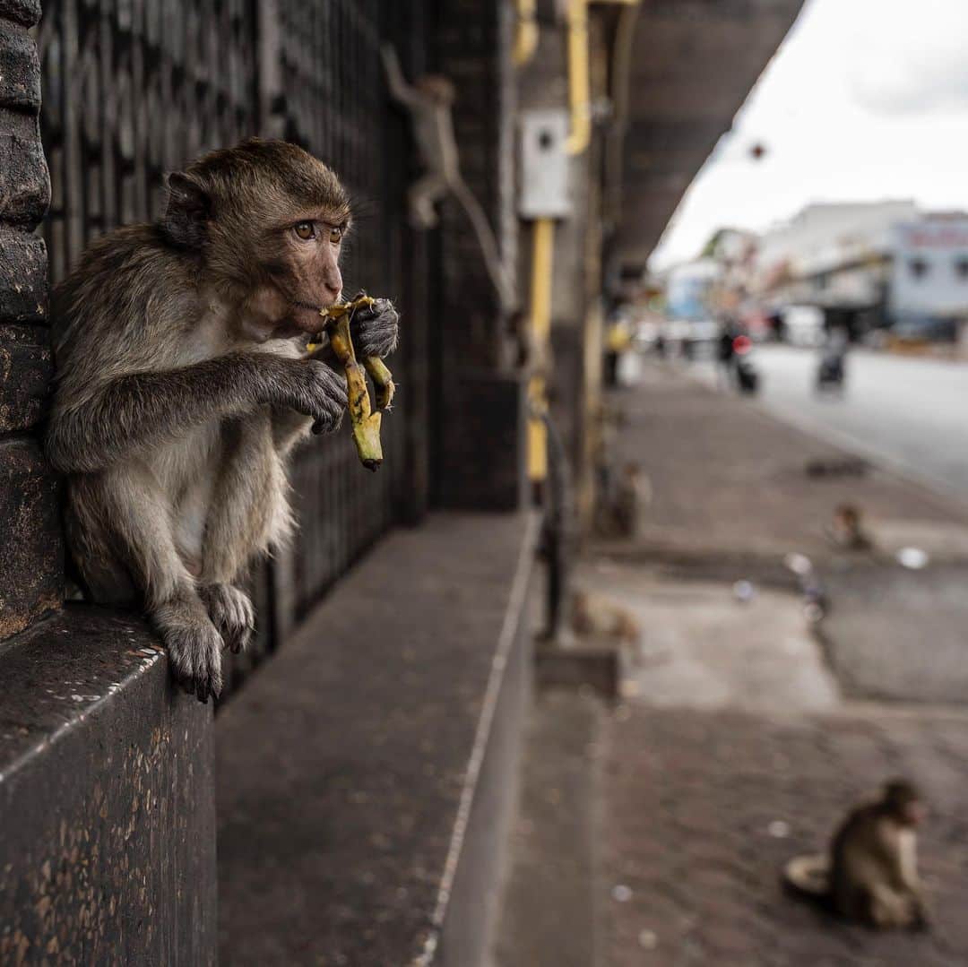 ニューヨーク・タイムズさんのインスタグラム写真 - (ニューヨーク・タイムズInstagram)「The monkeys of Lopburi ...