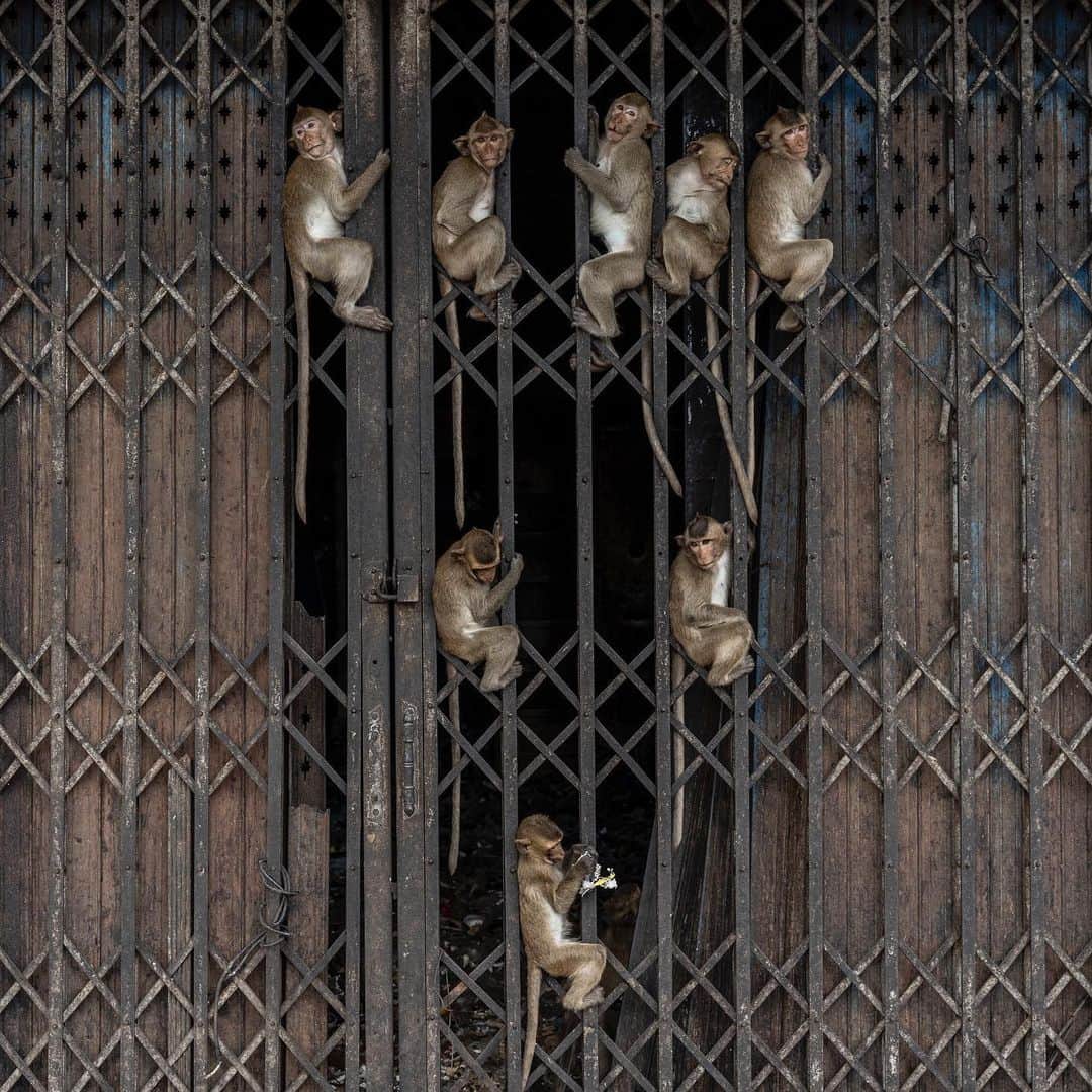 ニューヨーク・タイムズさんのインスタグラム写真 - (ニューヨーク・タイムズInstagram)「The monkeys of Lopburi ...