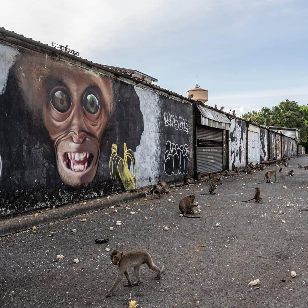 ニューヨーク・タイムズさんのインスタグラム写真 - (ニューヨーク・タイムズInstagram)「The monkeys of Lopburi ...
