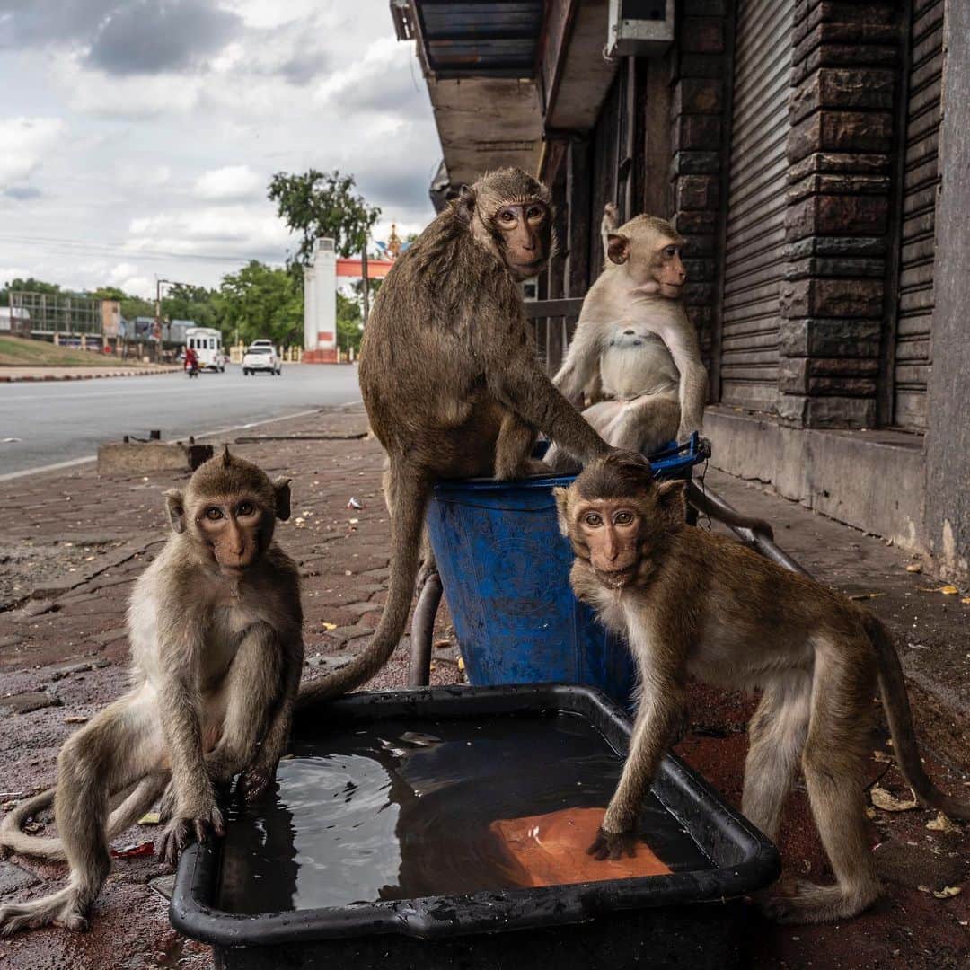 ニューヨーク・タイムズさんのインスタグラム写真 - (ニューヨーク・タイムズInstagram)「The monkeys of Lopburi ...