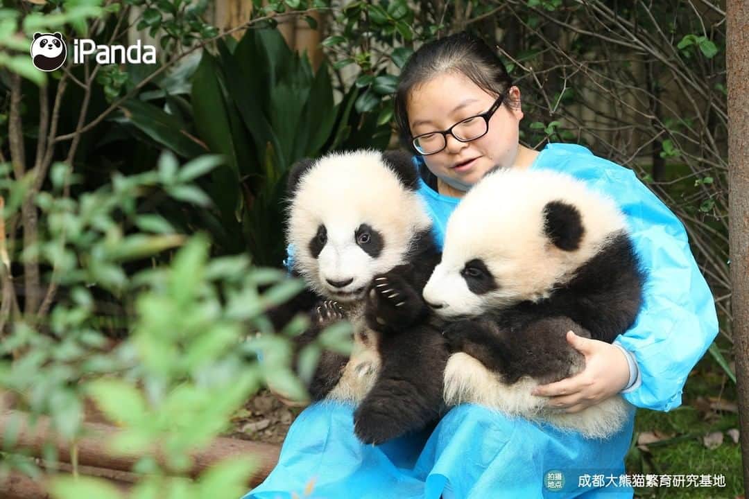 iPandaさんのインスタグラム写真 - (iPandaInstagram)「🤩 These panda pictures record ...