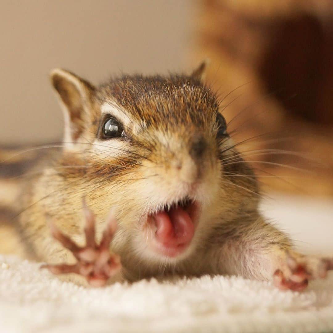 ビッケ & トッドさんのインスタグラム写真 - (ビッケ & トッドInstagram)「#Tod Yawning is catching ...
