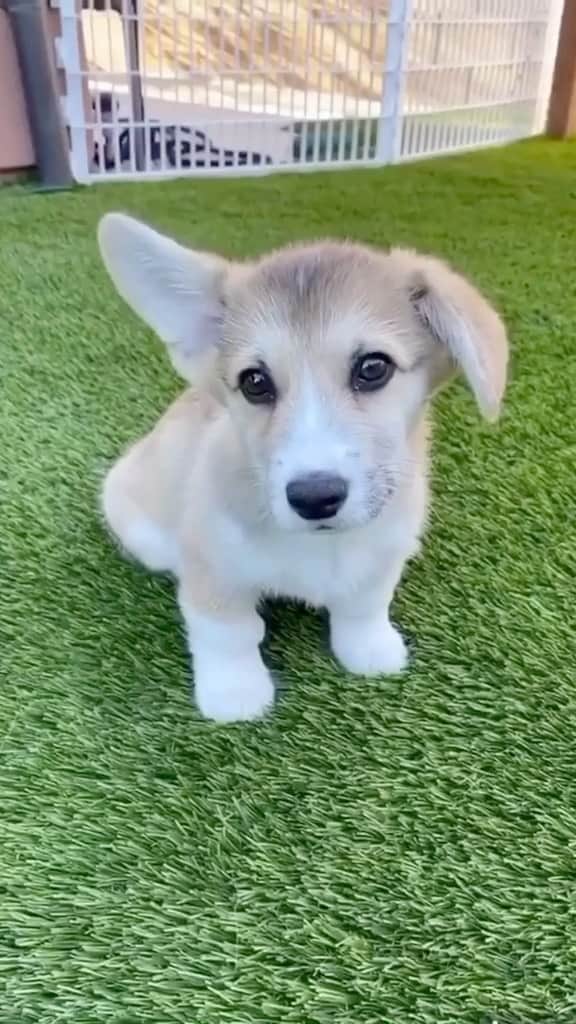 animalsさんのインスタグラム動画 - (animalsInstagram)「Meet baby Boshi! 😅🐶 Video by ...