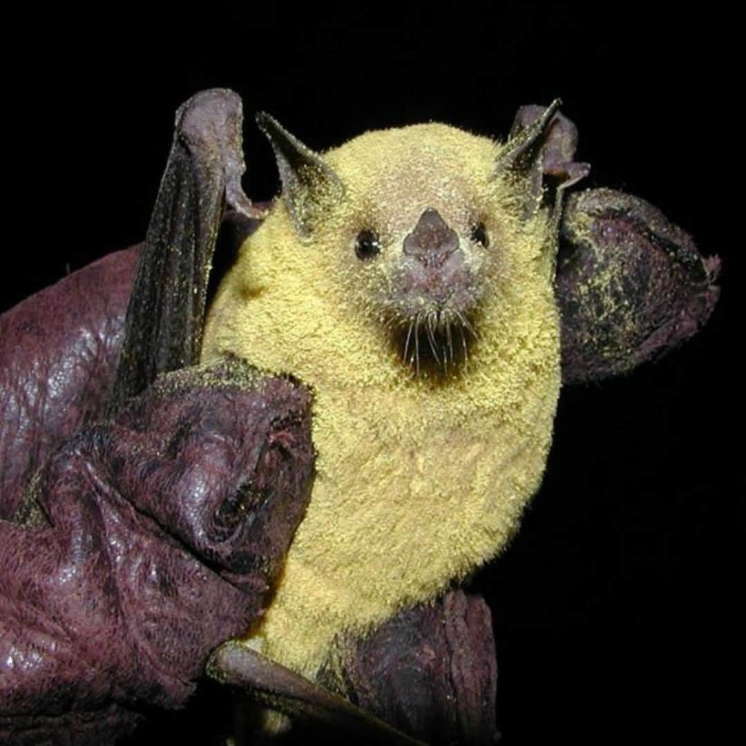アメリカ内務省さんのインスタグラム写真 - (アメリカ内務省Instagram)「Pollinate much? When not ...