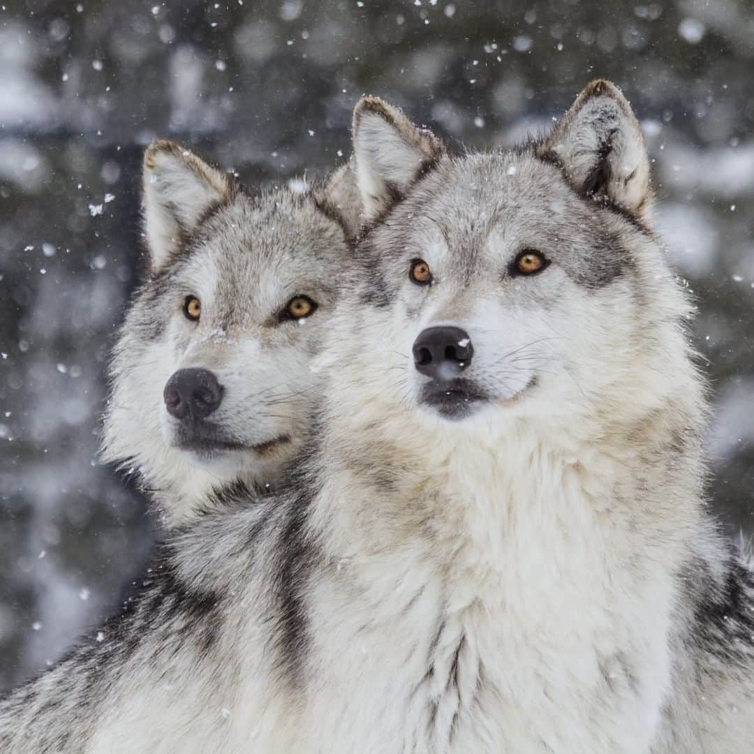 Discoveryさんのインスタグラム写真 - (DiscoveryInstagram)「The domesticated dogs we ...