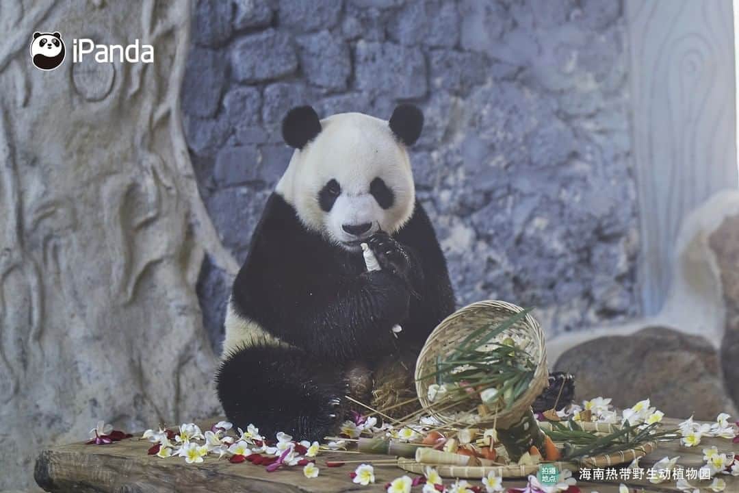 iPandaさんのインスタグラム写真 - (iPandaInstagram)「Giant pandas Gong Gong and Shun ...