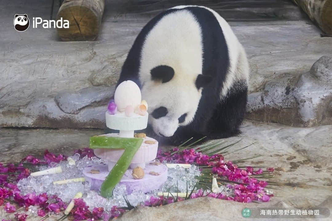 iPandaさんのインスタグラム写真 - (iPandaInstagram)「Giant pandas Gong Gong and Shun ...