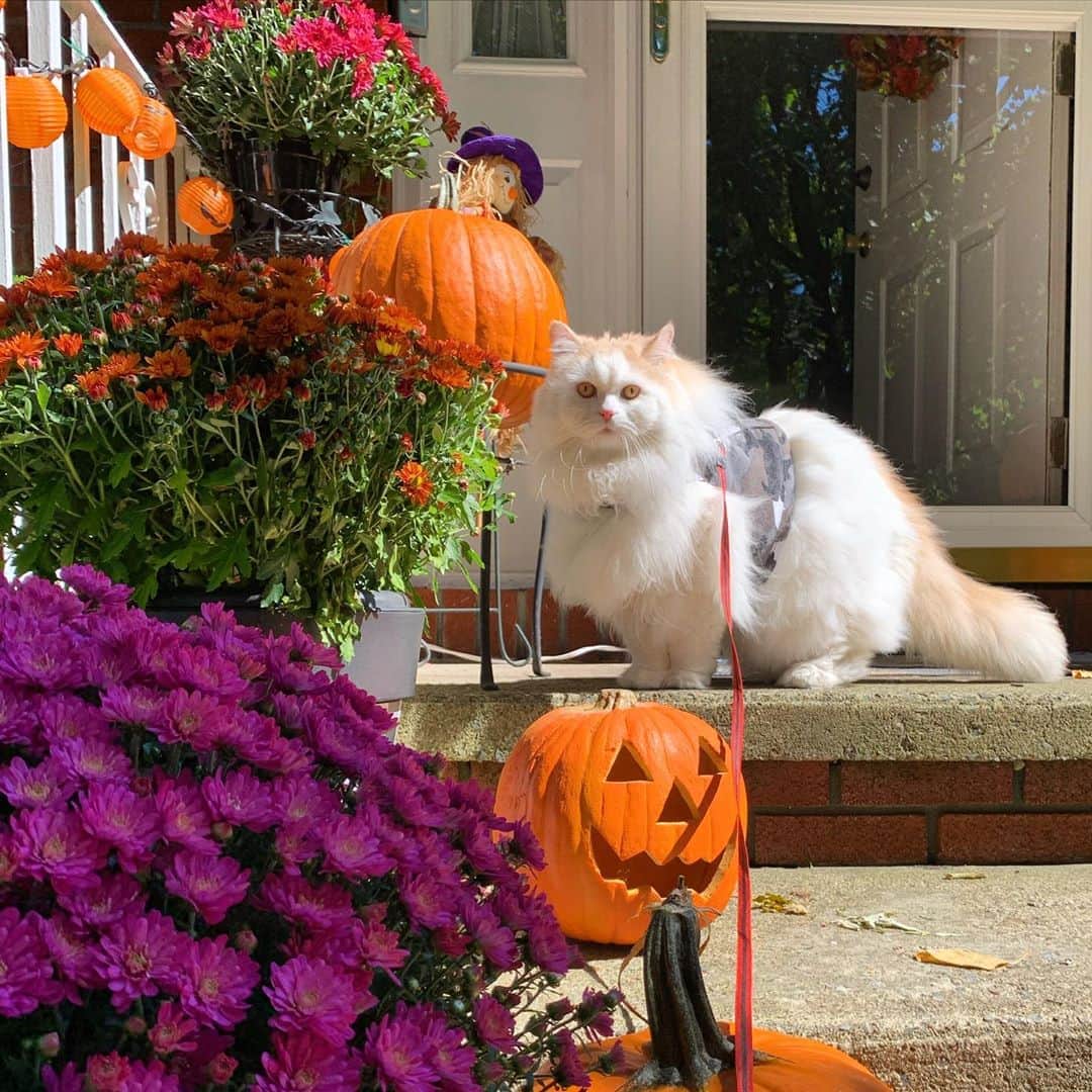 ソフィーさんのインスタグラム写真 - (ソフィーInstagram)「Lookie Lou on the job」9月23日 4時23分 ...