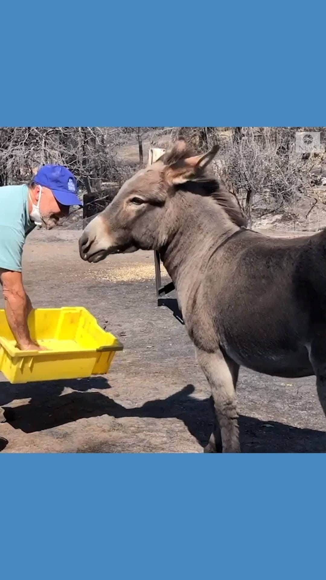 ABC Newsさんのインスタグラム動画 - (ABC NewsInstagram)「The Sonoma Community Animal ...
