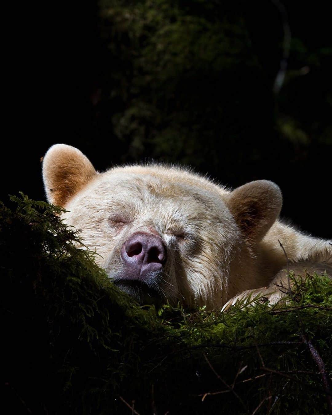 ナショナルジオグラフィックさんのインスタグラム写真 - (ナショナルジオグラフィックInstagram)「Photos by ...