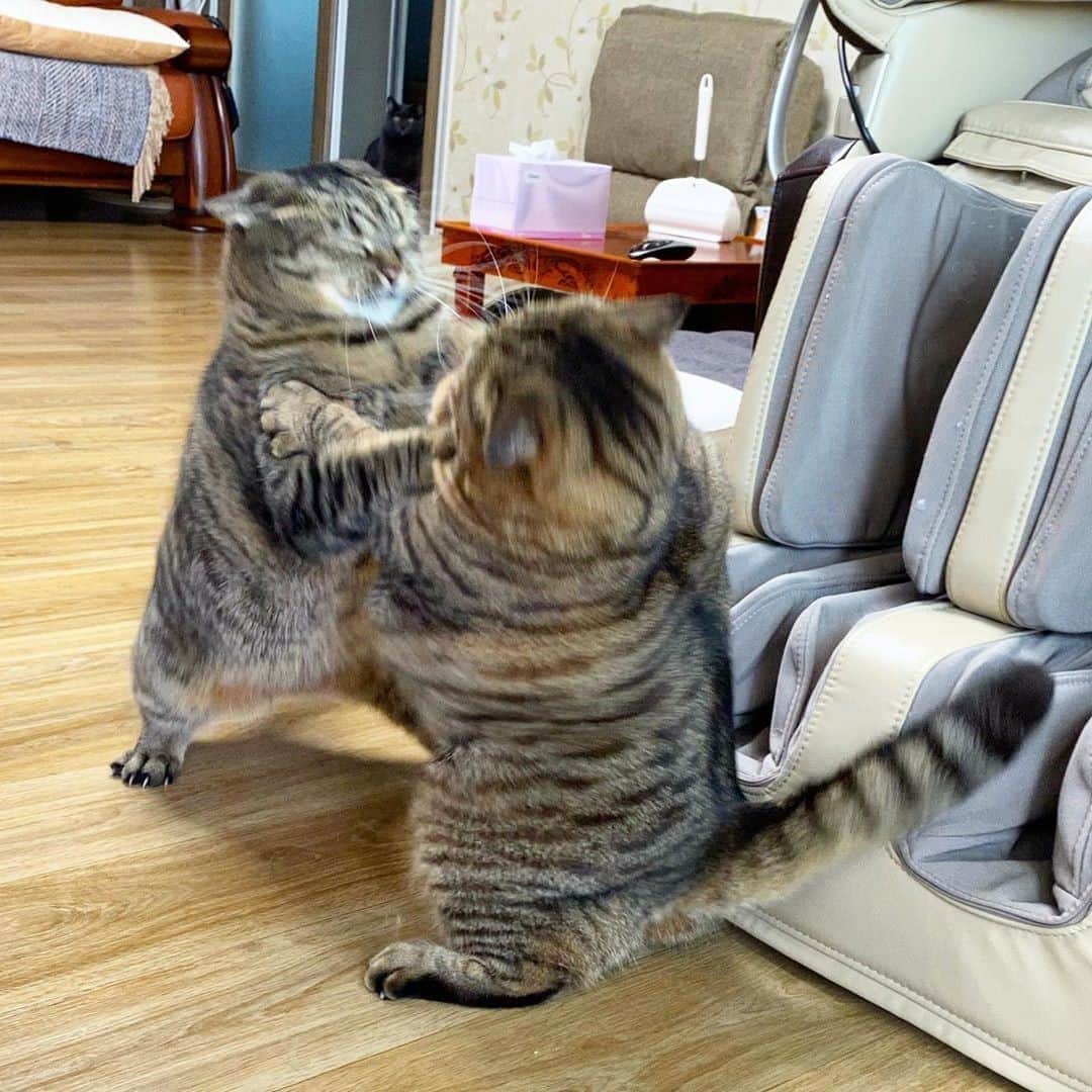 Aww Clubさんのインスタグラム写真 - (Aww ClubInstagram)「Meowtal Combat⠀ ⠀ 📷@bo_mang ...