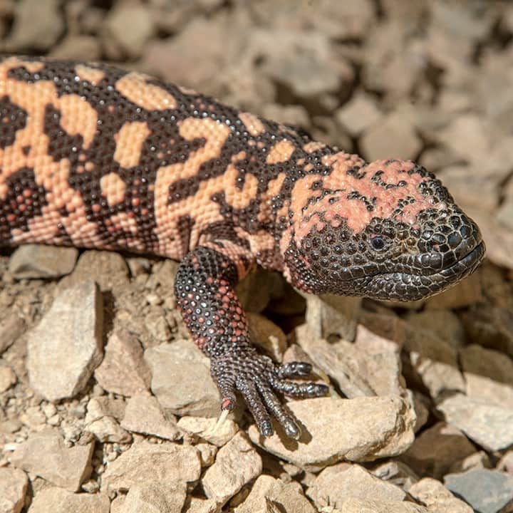 San Diego Zooさんのインスタグラム写真 - (San Diego ZooInstagram)「As the name might ...