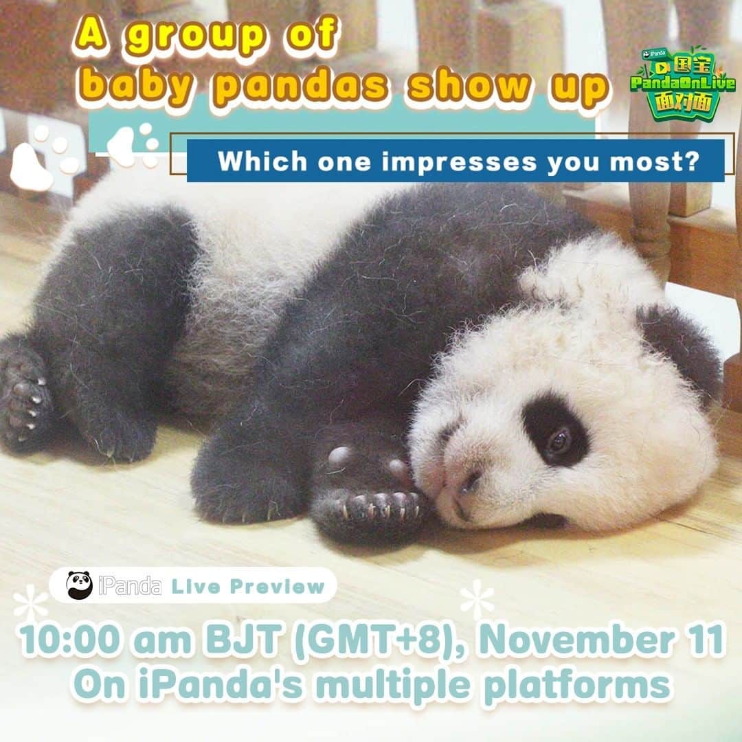 iPandaさんのインスタグラム写真 - (iPandaInstagram)「Live Preview: He Hua, He Ye, Ai ...