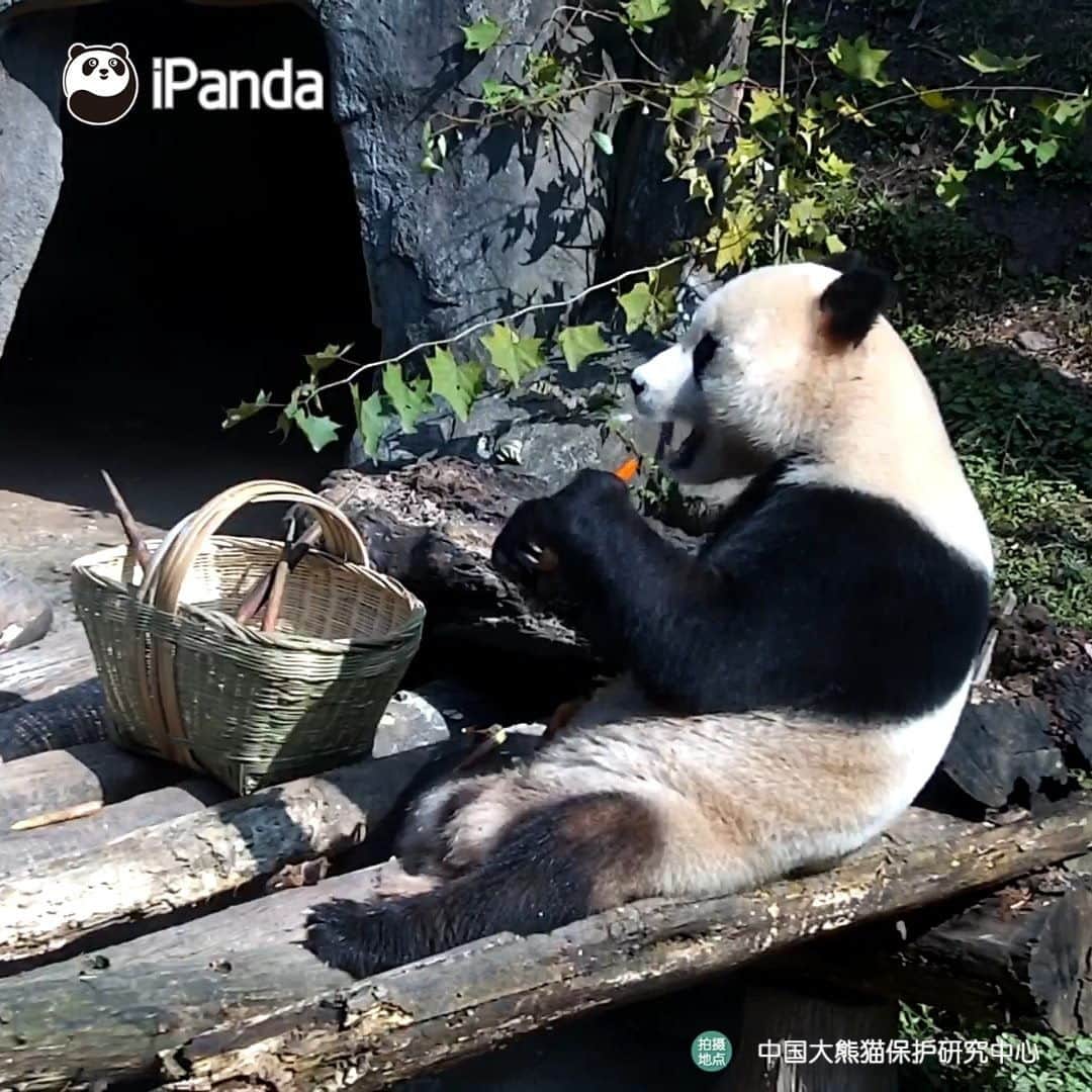 iPandaさんのインスタグラム動画 - (iPandaInstagram)「Look at today's blue sky and ...