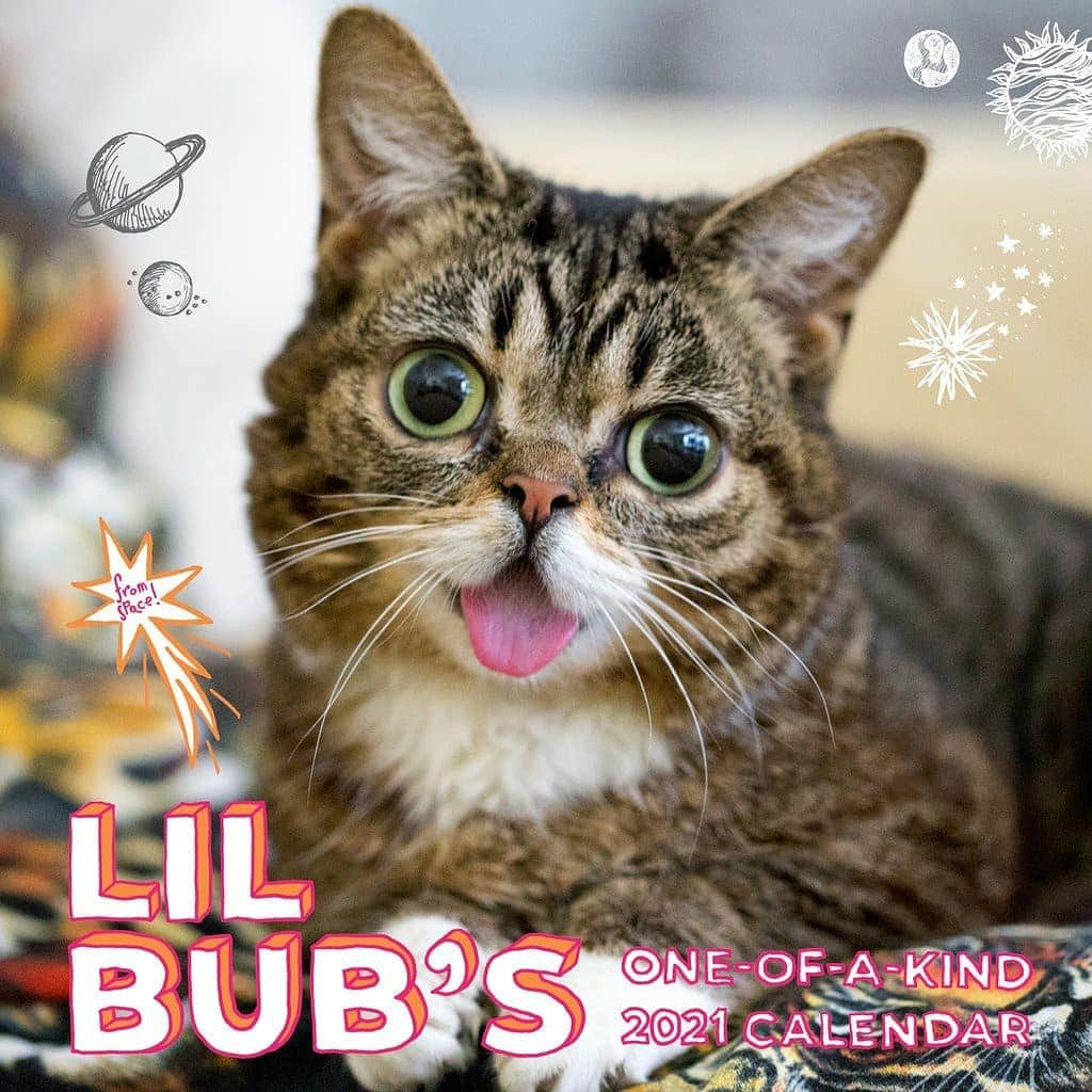 Lil BUBさんのインスタグラム写真 - (Lil BUBInstagram)「It’s Lil BUB’s Last Chance ...