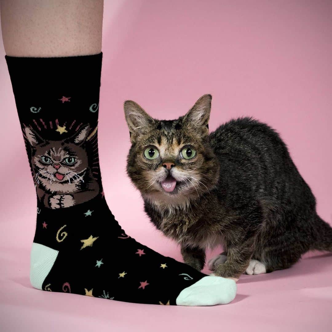 Lil BUBさんのインスタグラム写真 - (Lil BUBInstagram)「It’s Lil BUB’s Last Chance ...