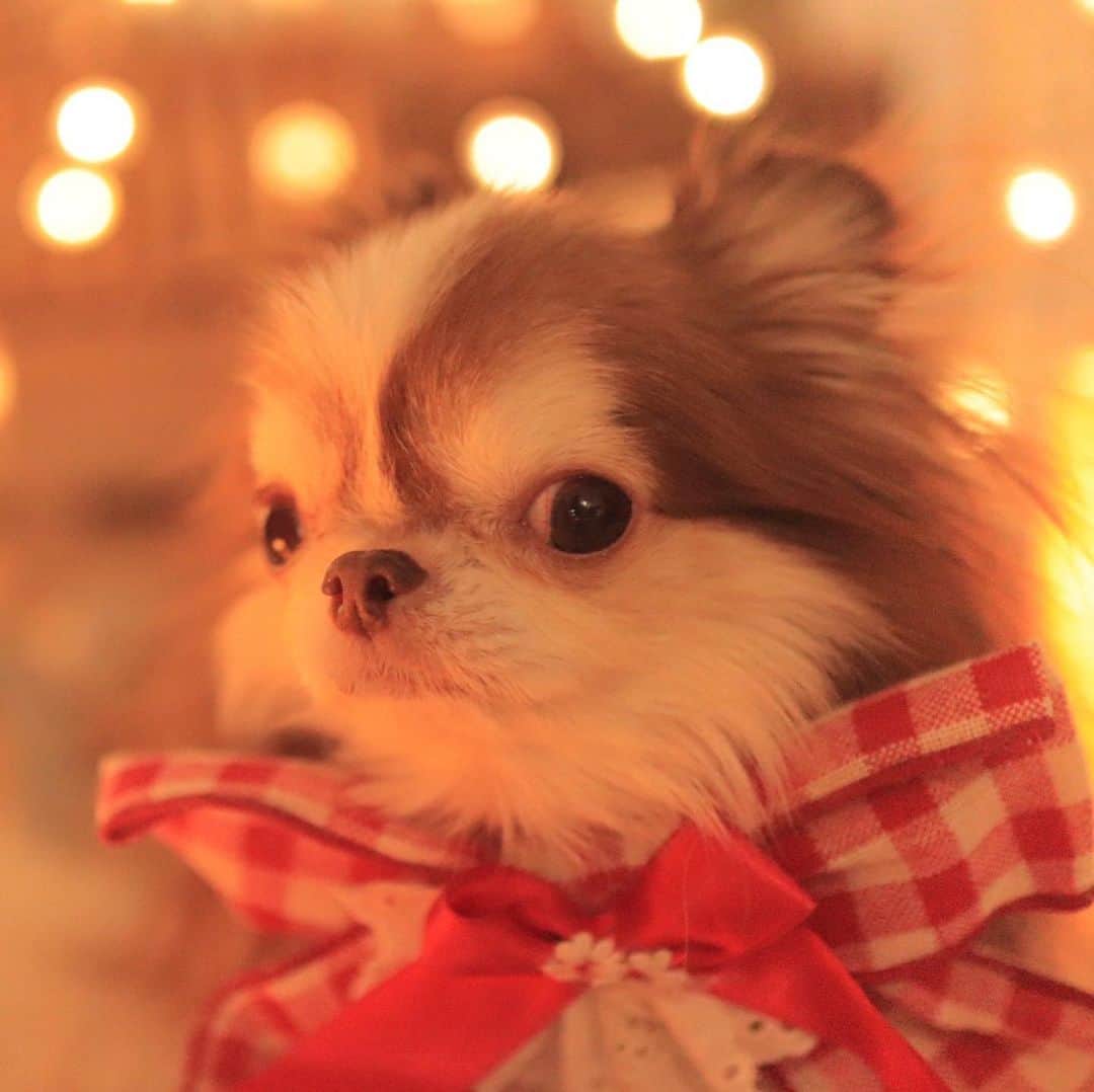 kayoさんのインスタグラム写真 - (kayoInstagram)「* * * 年内最後のトリミング🛁 * * 素敵な写真ありがとうー😍 ...