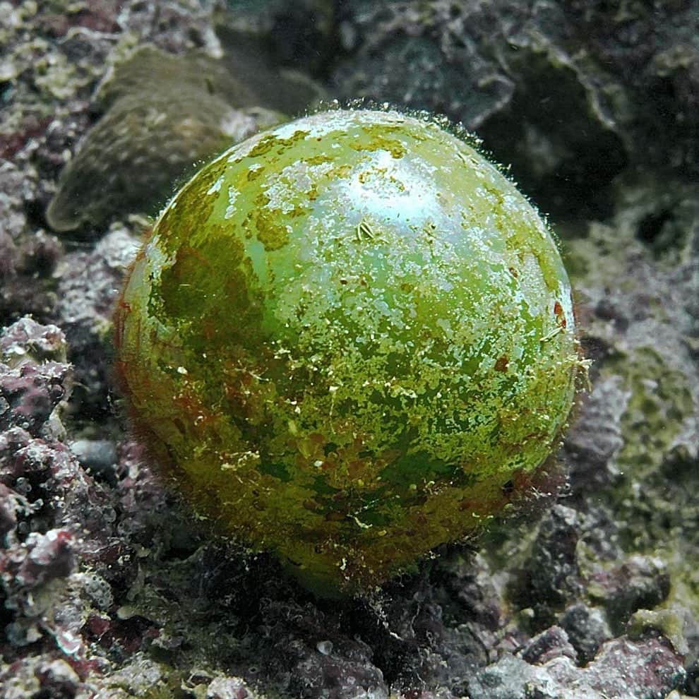 アメリカ自然史博物館さんのインスタグラム写真 - (アメリカ自然史博物館Instagram)「Known as bubble algae or ...