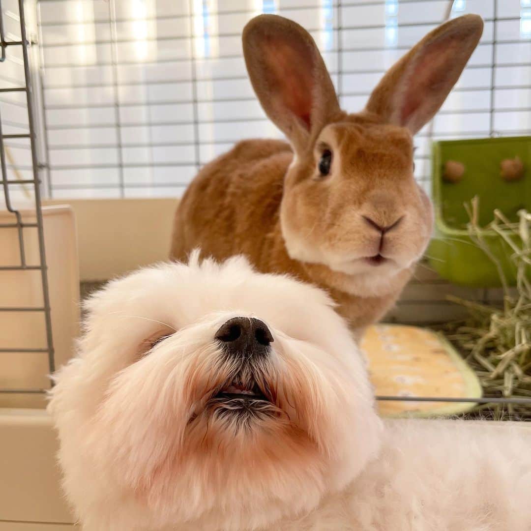 セロリさんのインスタグラム写真 - (セロリInstagram)「【我が家のうさぎ達】 我が家の2うさ&自分をうさぎだと思ってる白いの ...