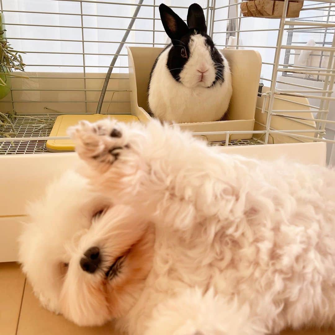 セロリさんのインスタグラム写真 - (セロリInstagram)「【我が家のうさぎ達】 我が家の2うさ&自分をうさぎだと思ってる白いの ...