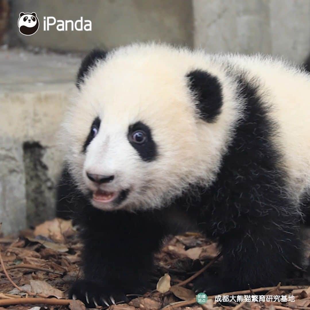 iPandaさんのインスタグラム動画 - (iPandaInstagram)「Straighten your back and pause ...