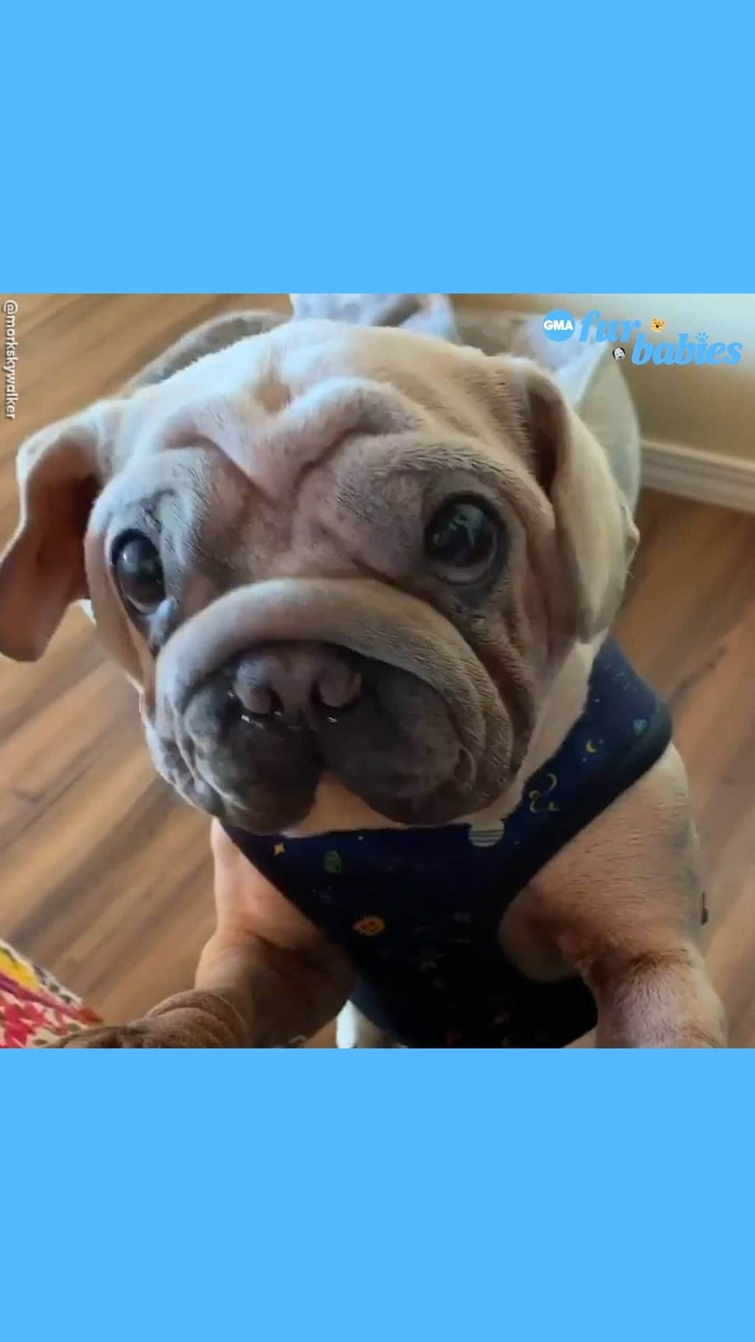 Good Morning Americaさんのインスタグラム動画 - (Good Morning AmericaInstagram ...