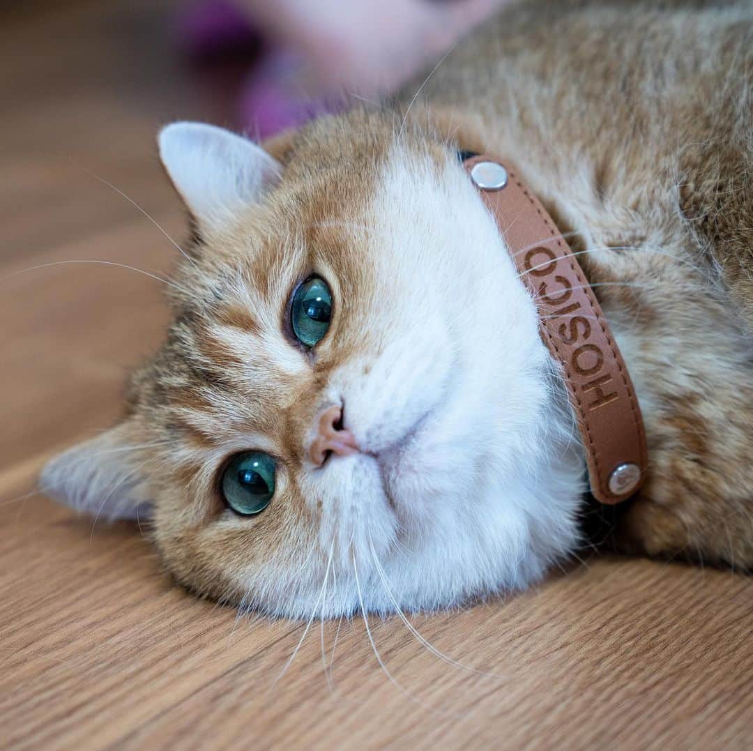 Hosicoさんのインスタグラム写真 - (HosicoInstagram)「Giveaway😊 you can win collar for ...
