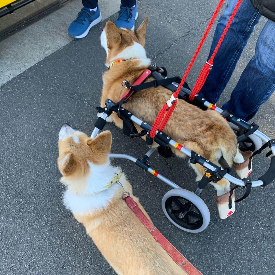 橋本志穂さんのインスタグラム写真 - (橋本志穂Instagram)「今日の昼間、 近くの公園にヌーイと姉妹のナナちゃんが お散歩に来てると ...