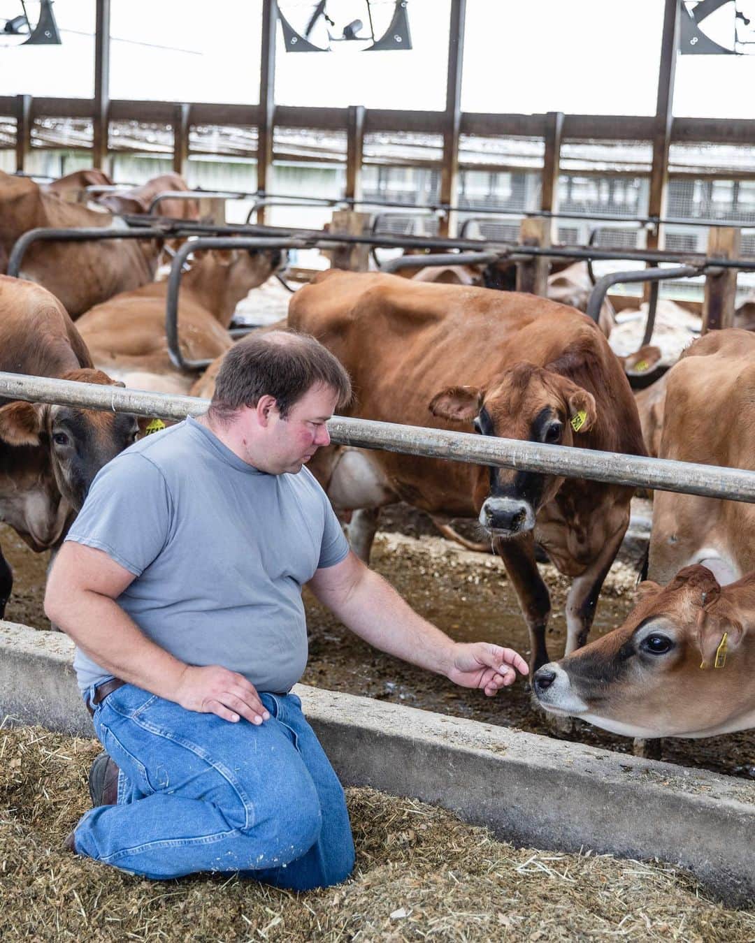 ニューヨーク・タイムズさんのインスタグラム写真 - (ニューヨーク・タイムズInstagram)「Is dairy farming cruel ...