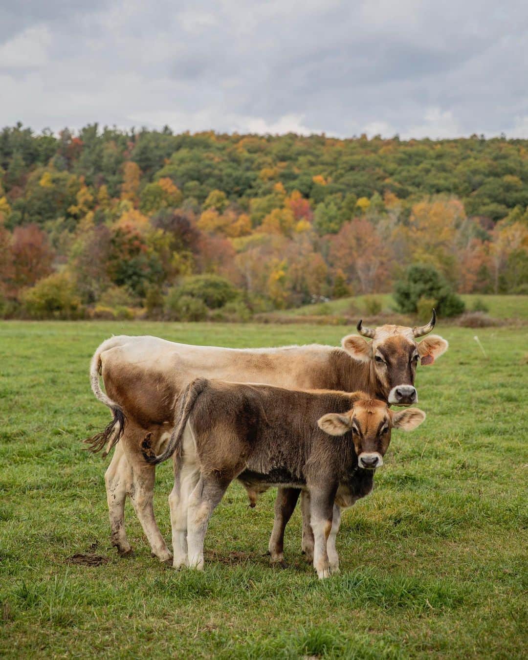 ニューヨーク・タイムズさんのインスタグラム写真 - (ニューヨーク・タイムズInstagram)「Is dairy farming cruel ...