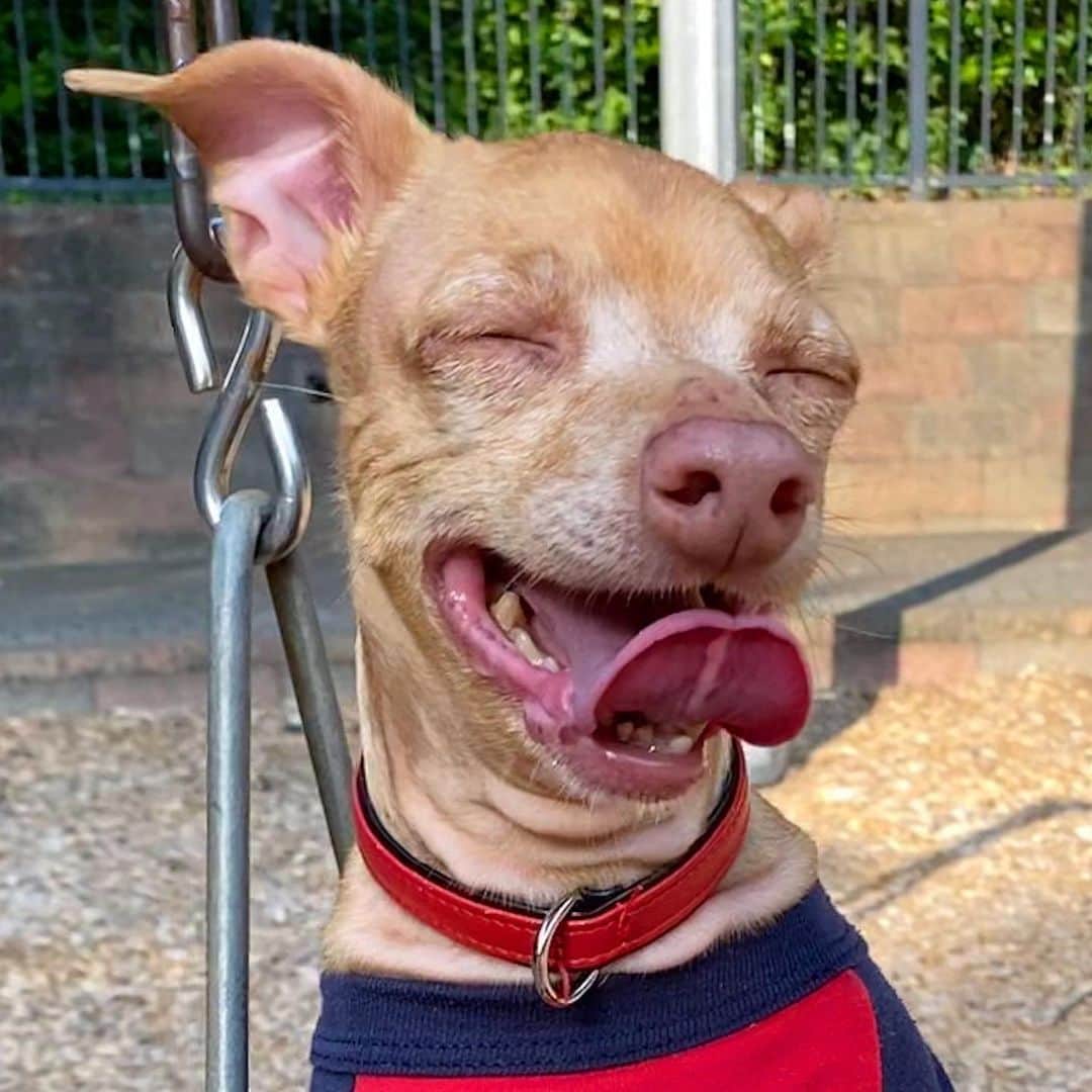 Tuna {breed:chiweenie} さんのインスタグラム写真 - (Tuna {breed:chiweenie} Instagram ...