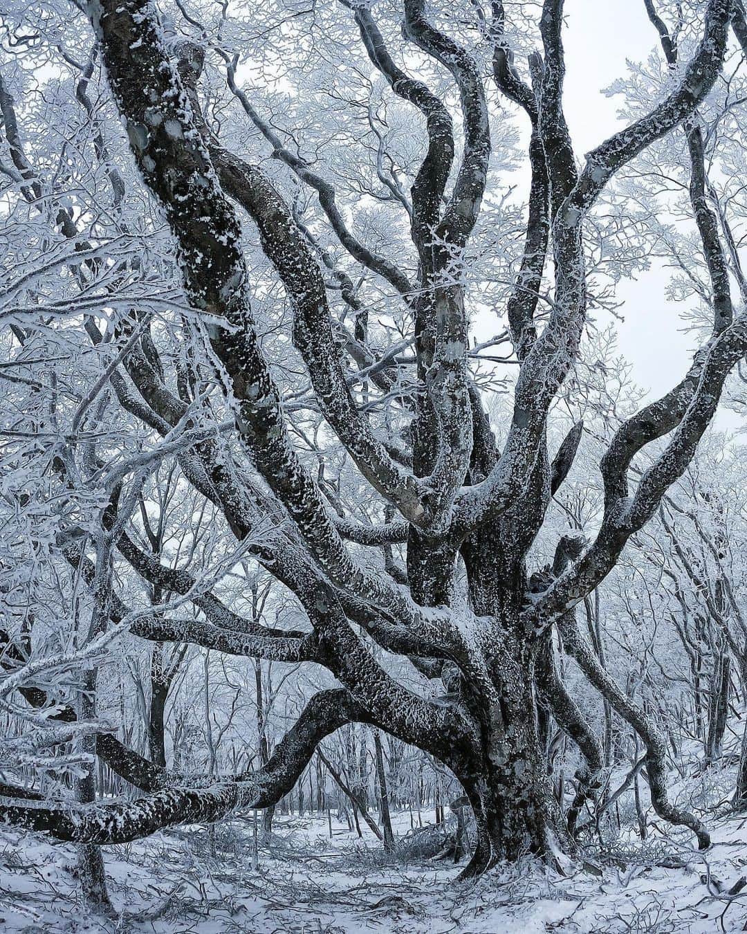 Visit Wakayamaさんのインスタグラム写真 - (Visit WakayamaInstagram)「. ⠀ Frozen ...